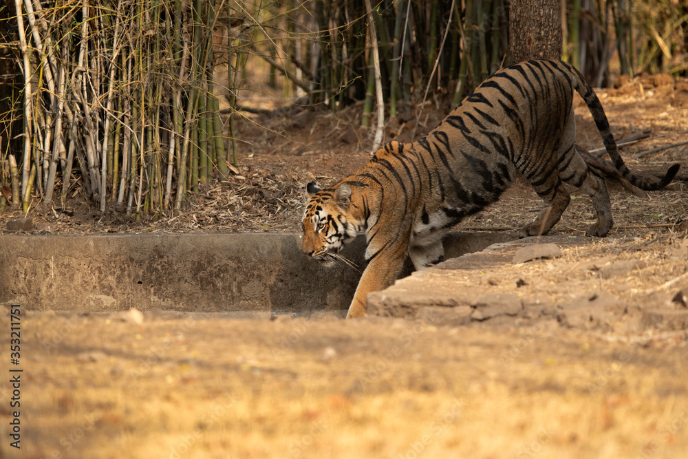 Tiger entering in a water hole at Tadoba Andhari Tiger Reserve, India ...