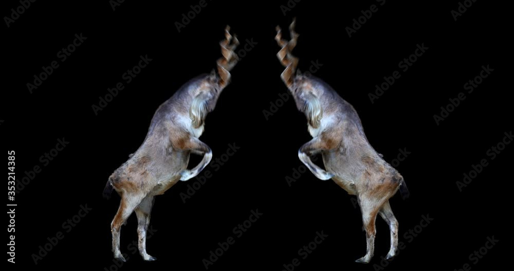 Isolated Markhor fighting. Battle of the wild goats. Isolated video ...