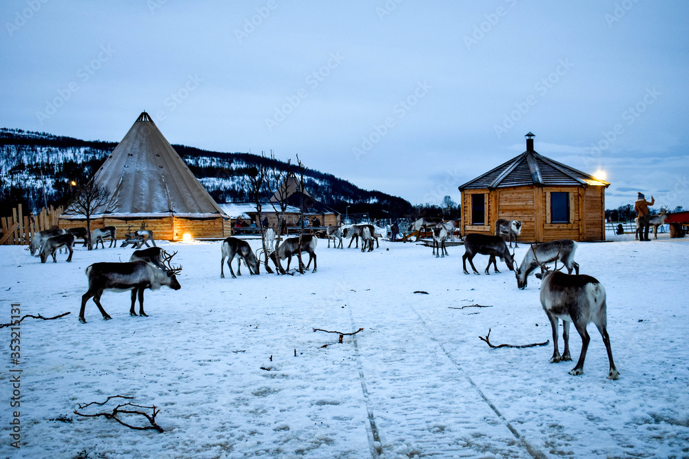 Beautiful wild reindeer in traditional Sami camp in northern Norway ...