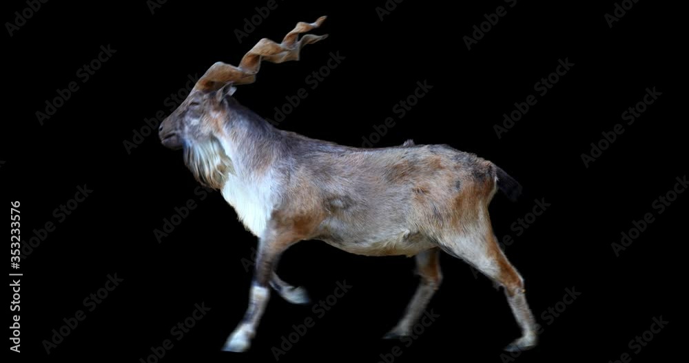 Isolated Markhor male running realistic animation. Isolated animal ...