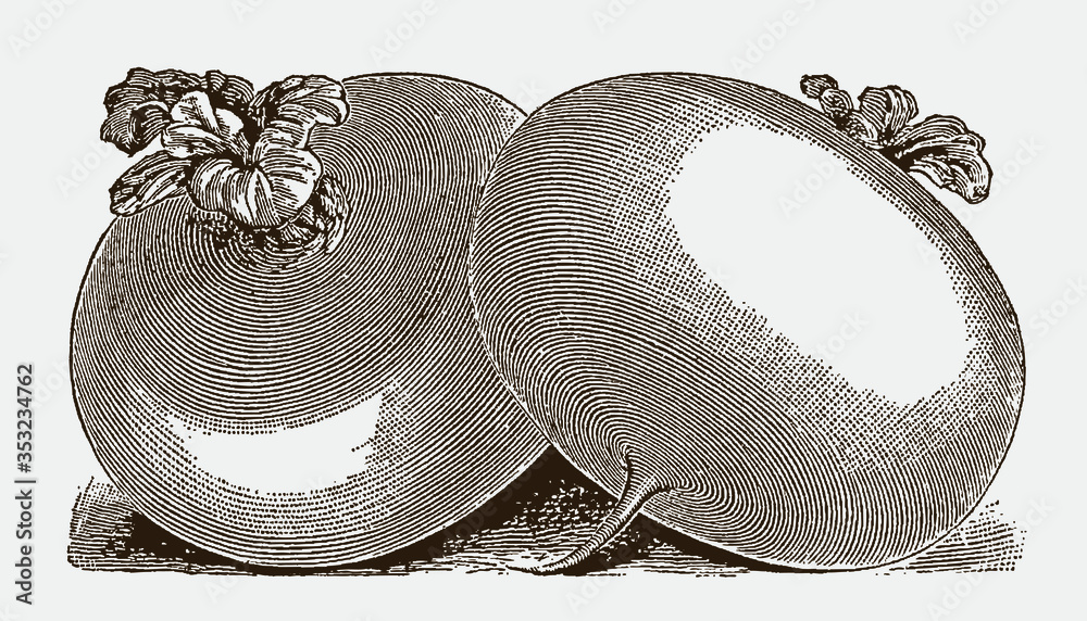 Two large, oval-shaped white turnips, after a historical engraving from ...