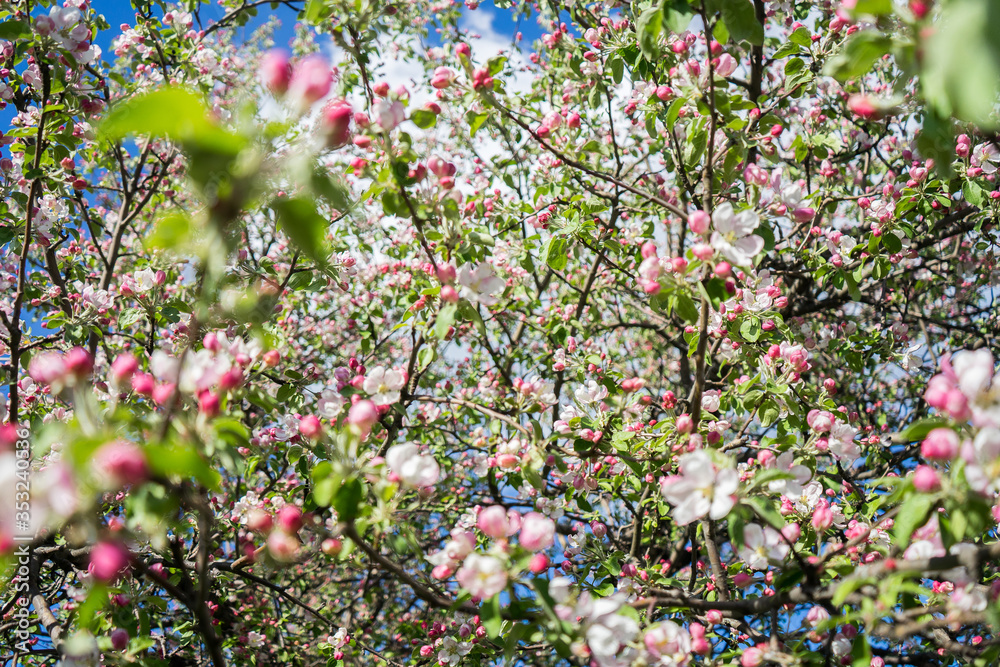 Blooming Apple Tree Wallpaper