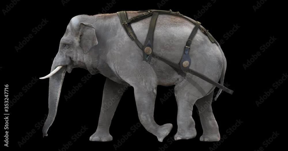 Indian elephant harnessed and walking. Isolated Asian animal video ...