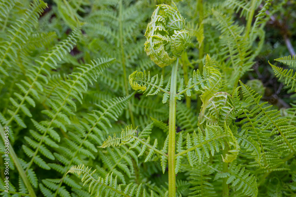 Athyrium filix-femina, the lady fern or common lady-fern, is a large ...