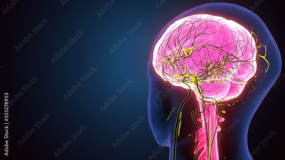 Ilustração do Stock: 3d illustration of male human body skeleton with ...