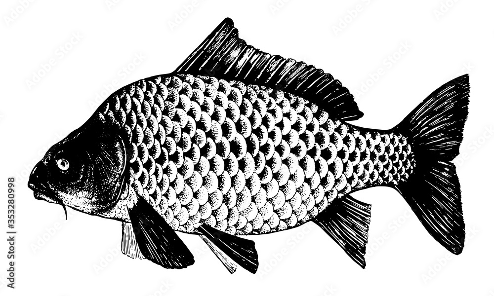 Stockvector Carp, Karp, Sazan, Cyprinus. Fish collection. Healthy ...