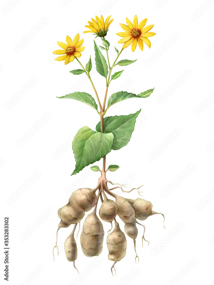 Poster Jerusalem Artichoke Hand Drawn Pencil Illustration Isolated on ...