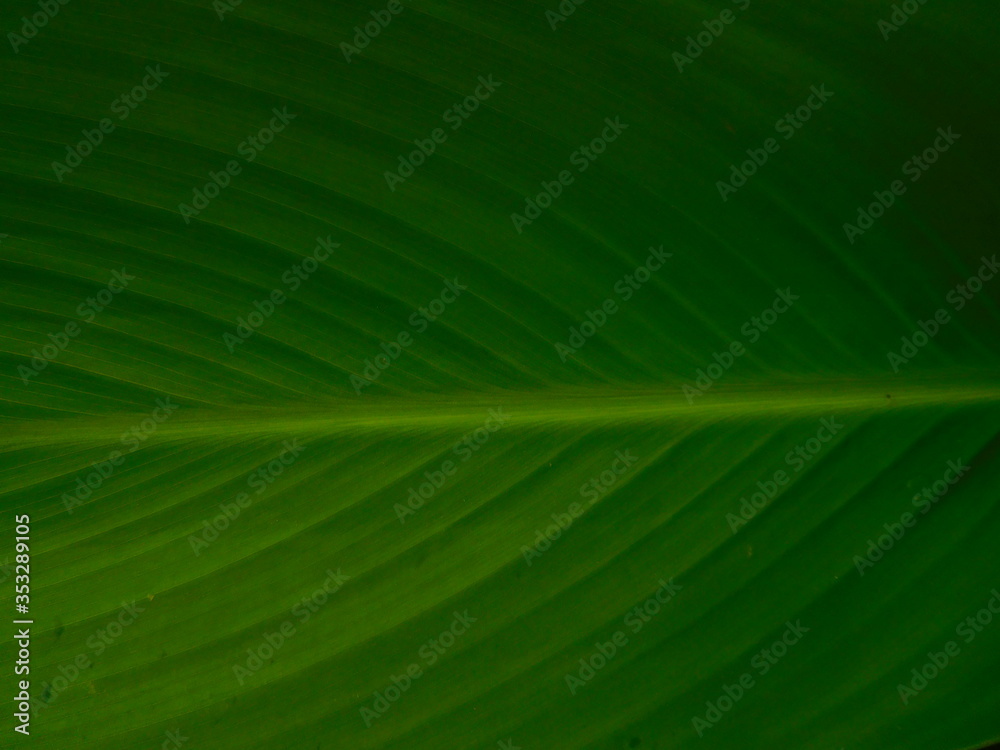 big green leaf texture for backgrounds for texts, menus and web pages ...
