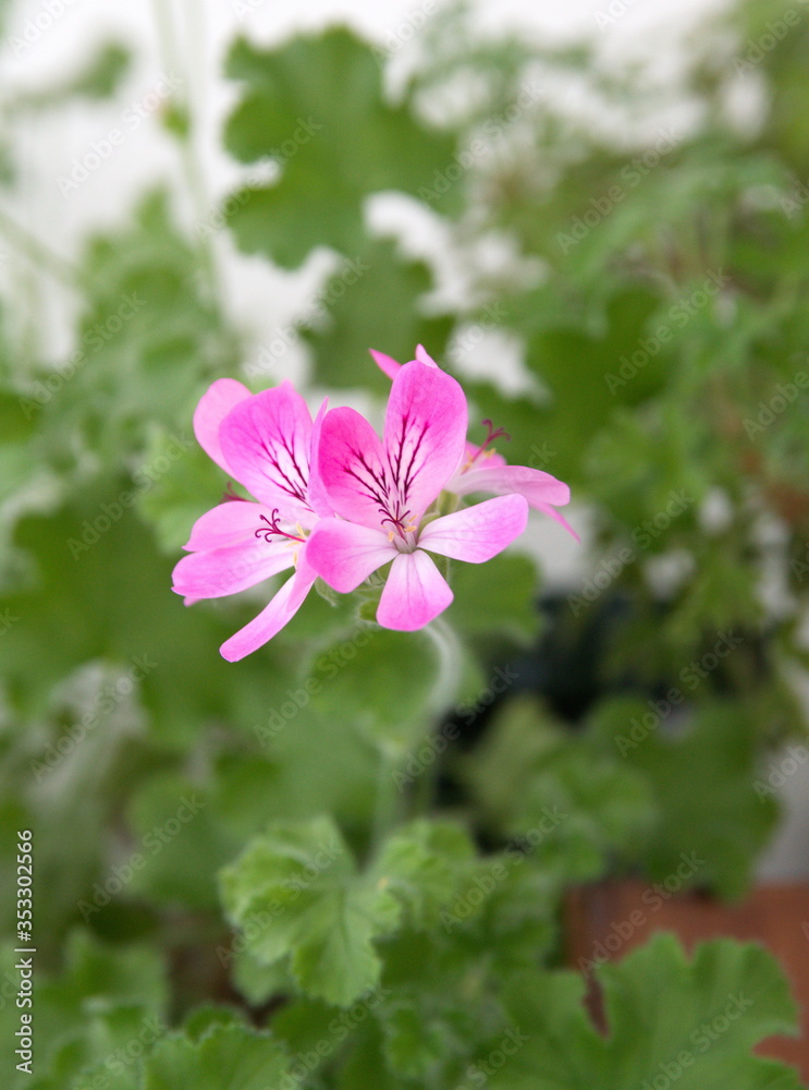 Pelargonium graveolens plant with pink flowers, "Rose geranium ...