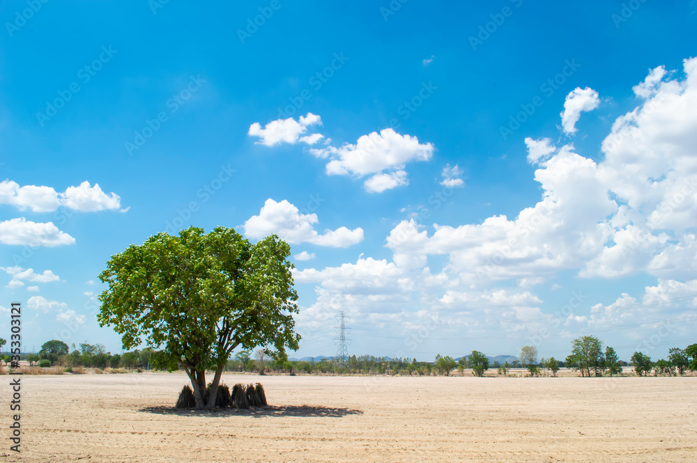 casava set for Prepare to plant under the tree stand alone in tapioca ...