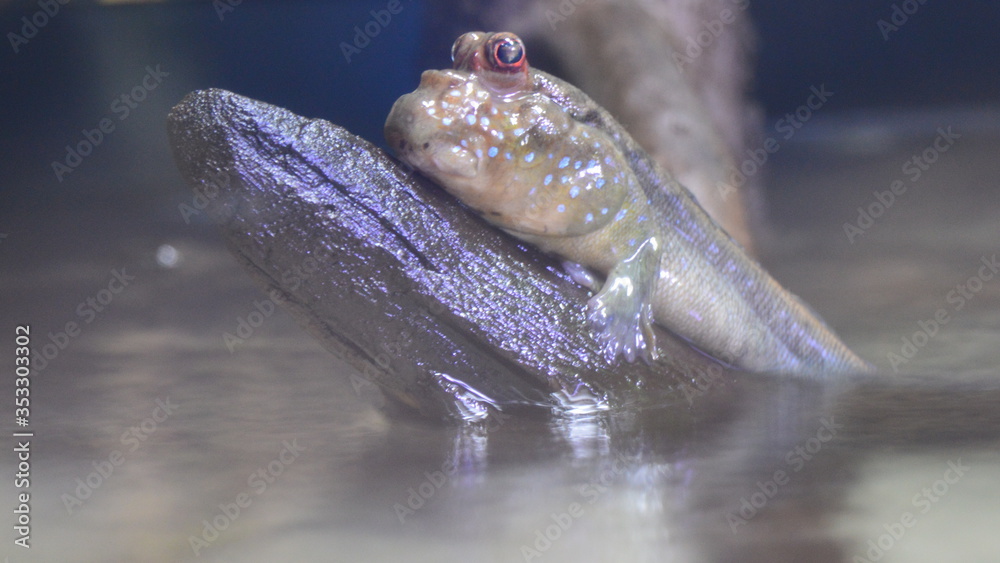 Mudskipper with Eyes Protruding from top of Head, Resting on Wood in ...