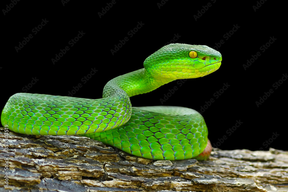 green viper snake on black background, venomous and poisonous snake ...