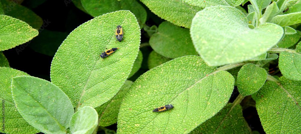 Ladybug Baby Stages. Pupa and Larvae Stages of a Ladybug on Sage leaves ...