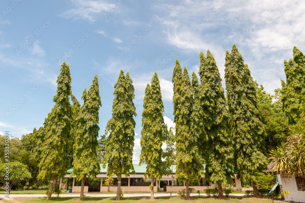 Ashoka tree or The Mast tree in the garden background. Stock Photo ...