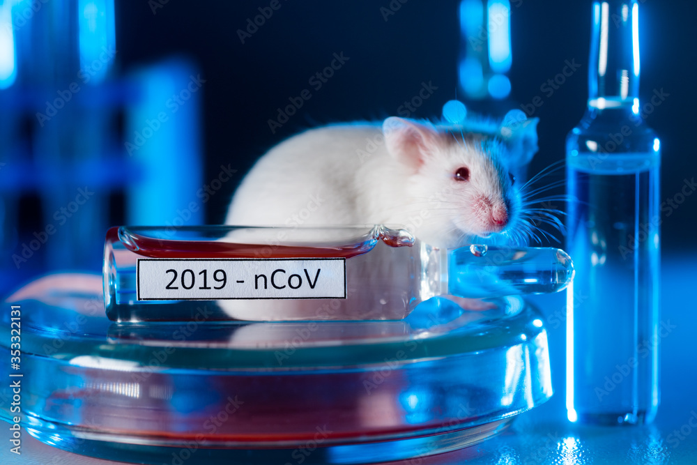 Animal test. Researcher injects drug, vaccine into the small laboratory ...