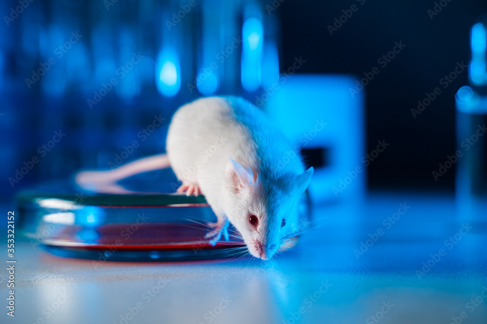 White albino laboratory mouse in a modern virological or immunological ...