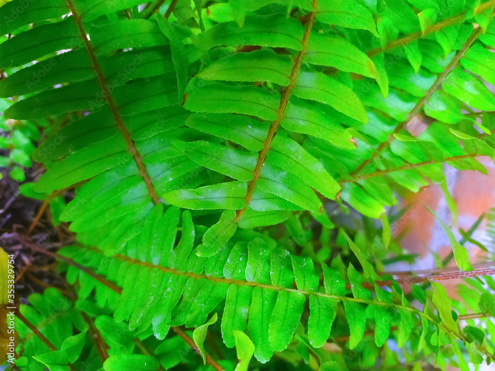 Nephrolepis cordifolia, is a fern native to northern Australia and Asia ...
