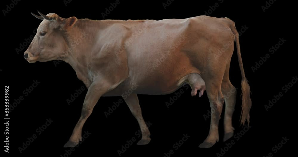Brown cow walking realistic animation. Isolated animal video including ...