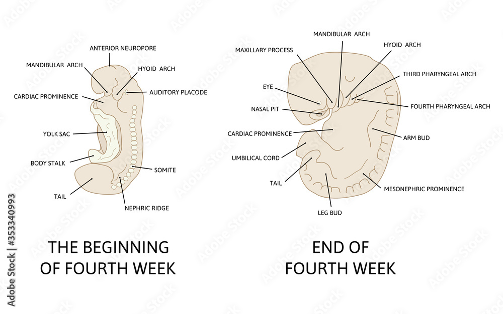Stages in development of human embryo during the period of early ...