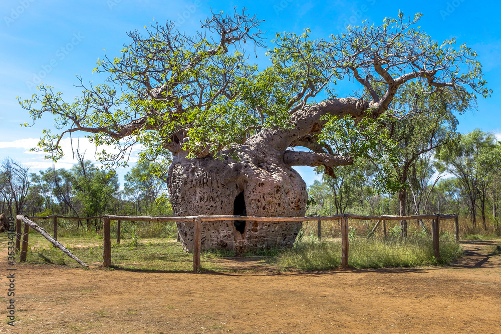Boab Prison Tree near Derby in Western Australia. Stock Photo | Adobe Stock