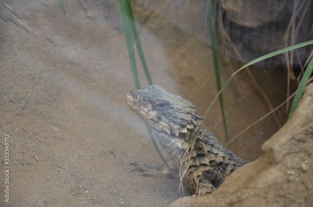 Poster Sungazer, giant girdled lizard or giant dragon lizard or giant ...