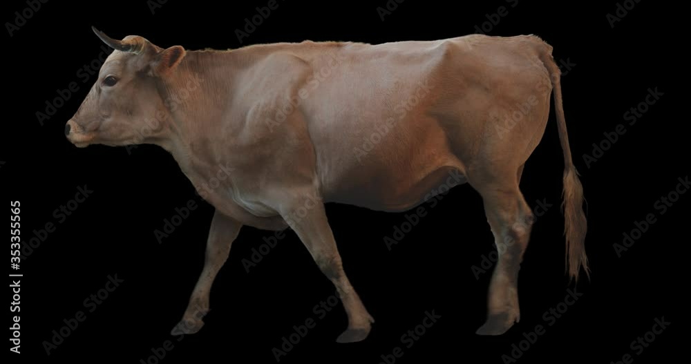 Brown bull walking realistic animation. Isolated animal video including ...