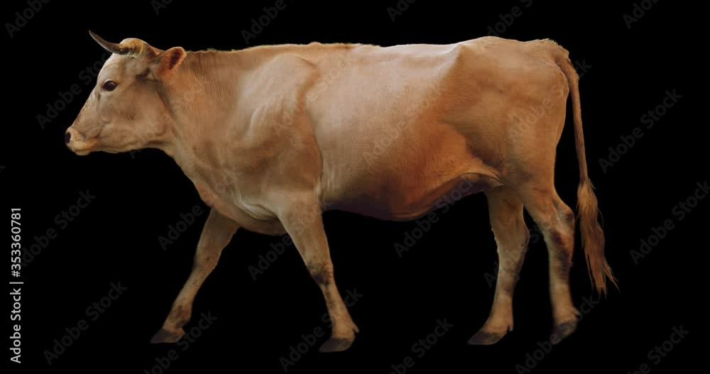 Red bull walking realistic animation. Isolated animal video including ...