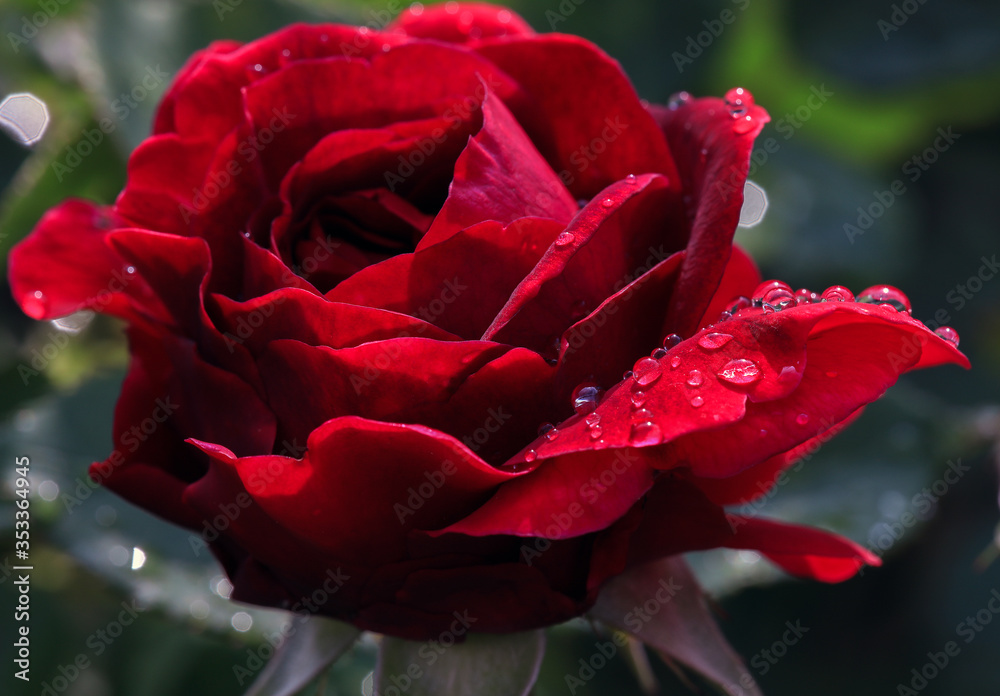 Dark red rose after a rain shower with lots of water droplets and ...