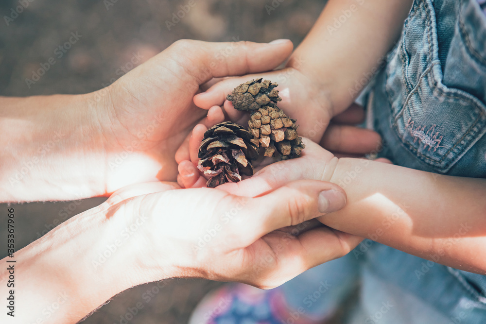 Pine bumps in the hands of mother and child in the shadows.Three pine ...