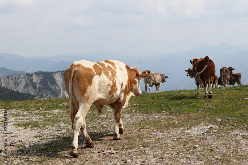 Herd of bred cows of the Pinzgauer cattle breed cheerfully walks on the ...