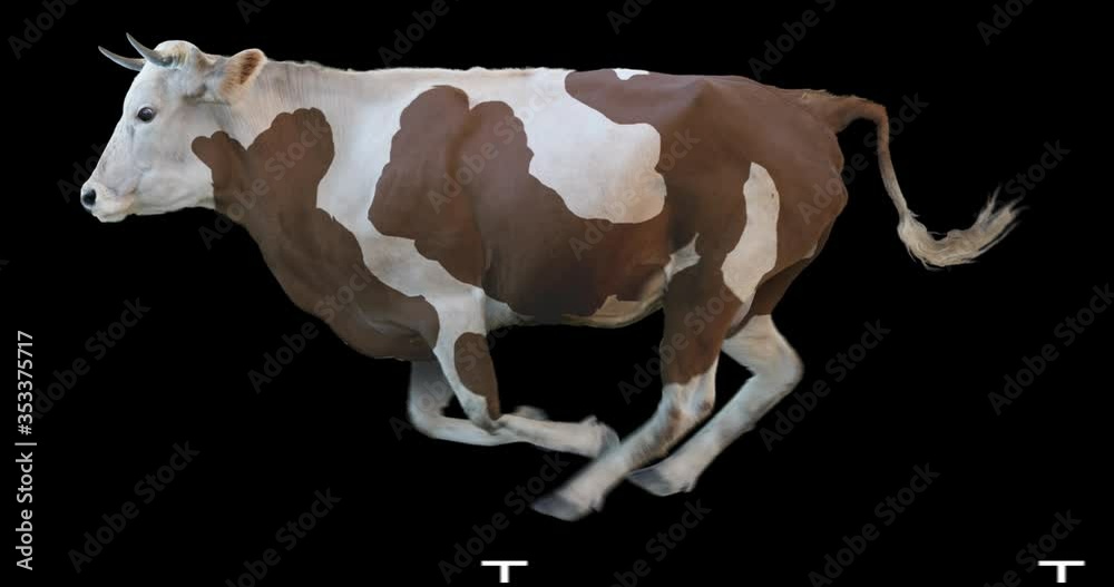 Brown white cow running realistic animation. Isolated animal video ...