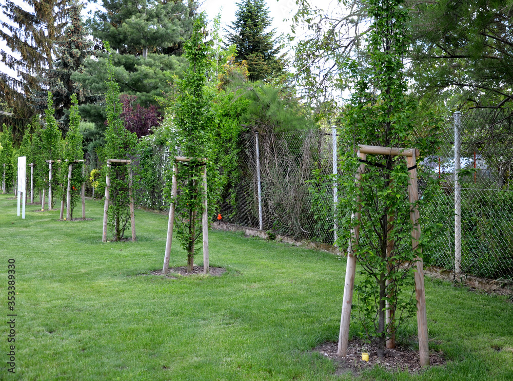 Hornbeam Carpinus betulus pyramidalis elegant columnar tree with ...