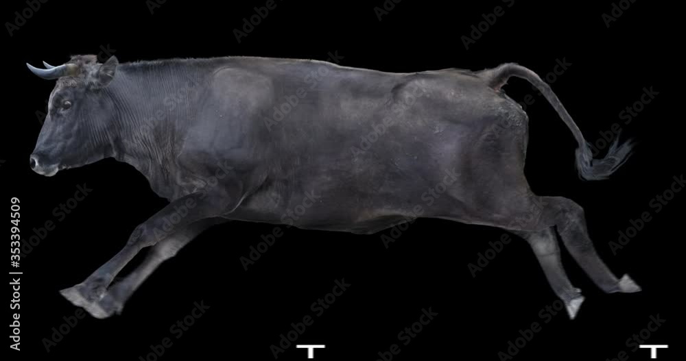 Black bull running realistic animation. Isolated animal video including ...