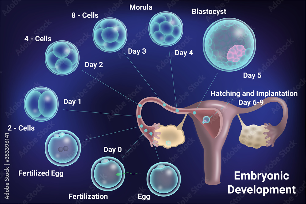 Human embryonic development process from fertilization to blastocyst ...