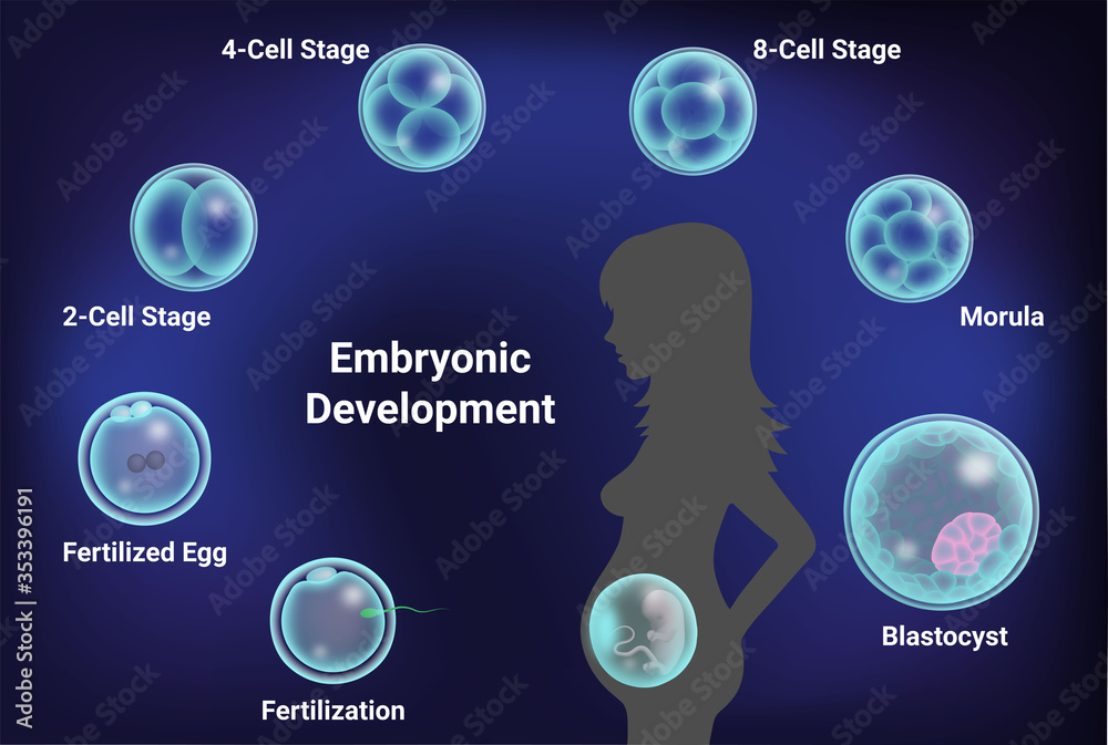 Human Embryonic development process from fertilization to blastocyst ...