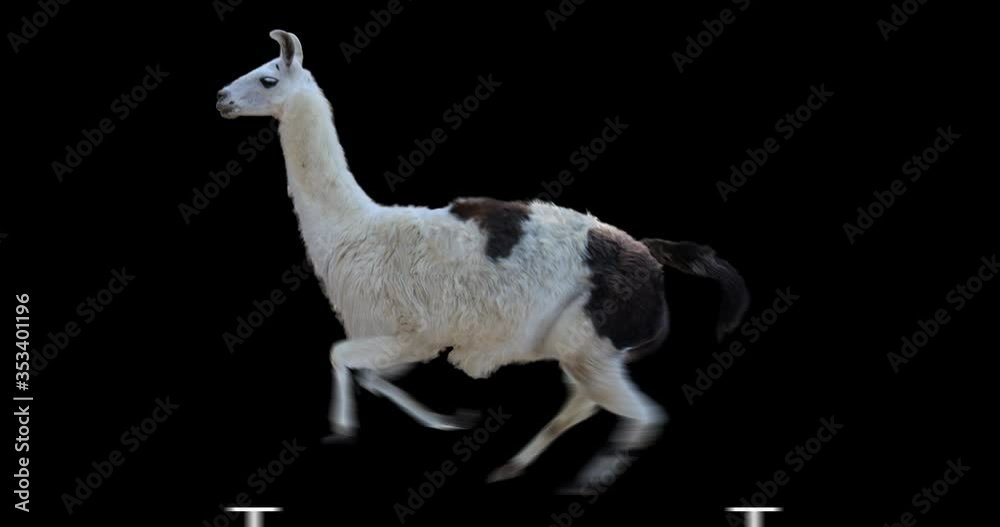 White llama running realistic animation. Isolated animal video ...