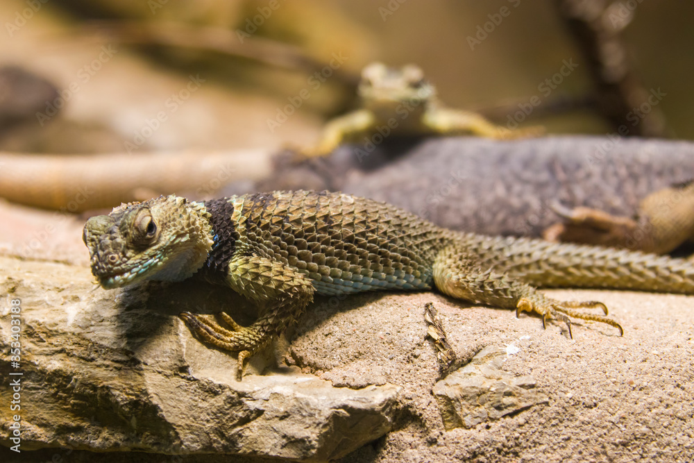 Blue spiny lizard is a species of phrynosomatid lizard. It ranges from ...