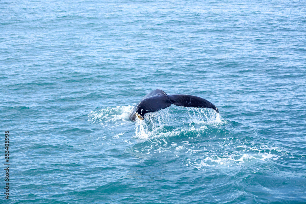 Humpback Whale in the blue ocean water. Whale tail in deep blue water ...