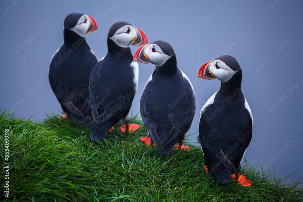 Foto de Atlantic Puffins on sea cliff. Fratercula arctica. Puffins on ...