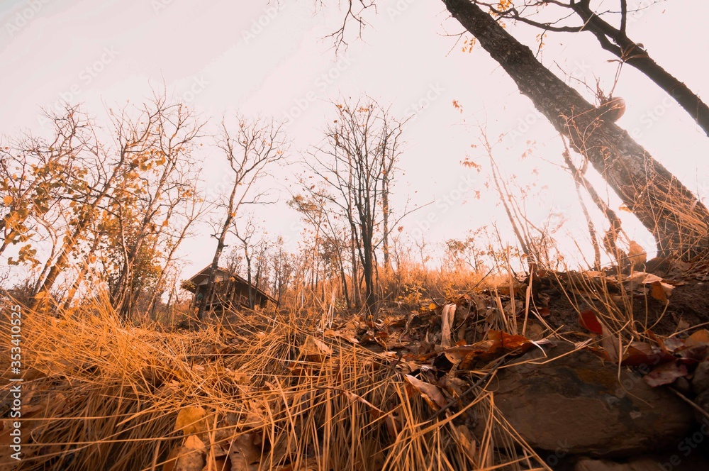 The forest are drought ,that are affected by global warming. Stock ...