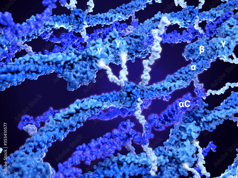 Structure of a fibrin polymer in a blood clot Stock Illustration ...