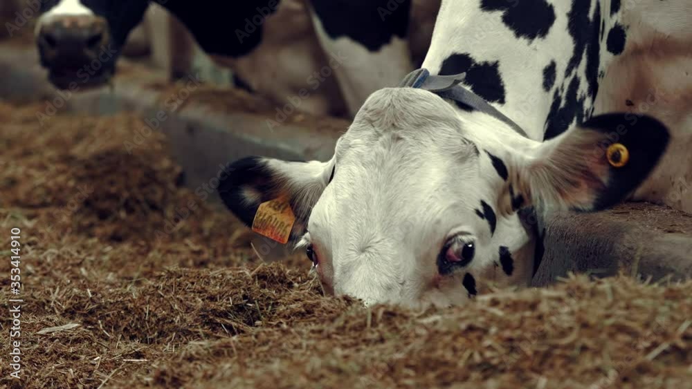 A Cow Eats Hay in the Cowshed Barn Animal Farming Big Eyes of a Cow ...