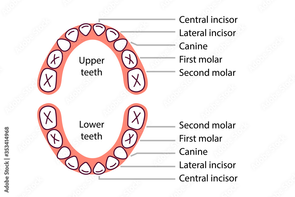 Baby teeth diagram icon. Clipart image isolated on white background ...