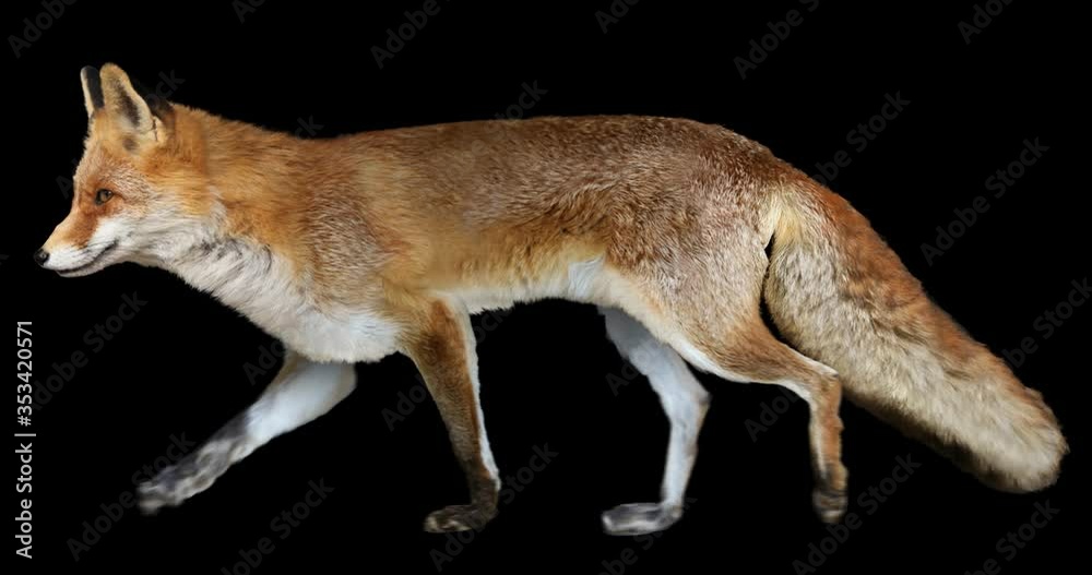 Red fox walking realistic animation. Isolated animal video including ...