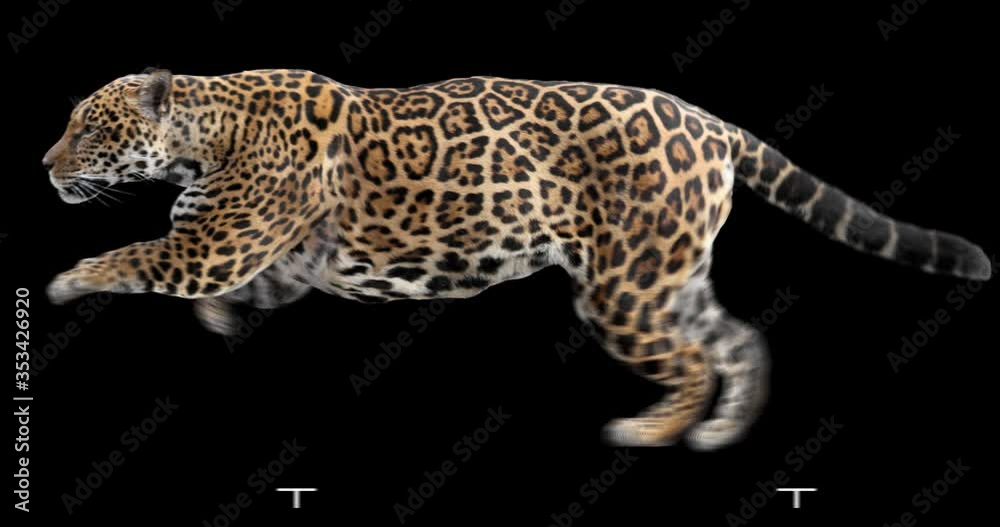Jaguar running realistic animation. Isolated animal video including ...