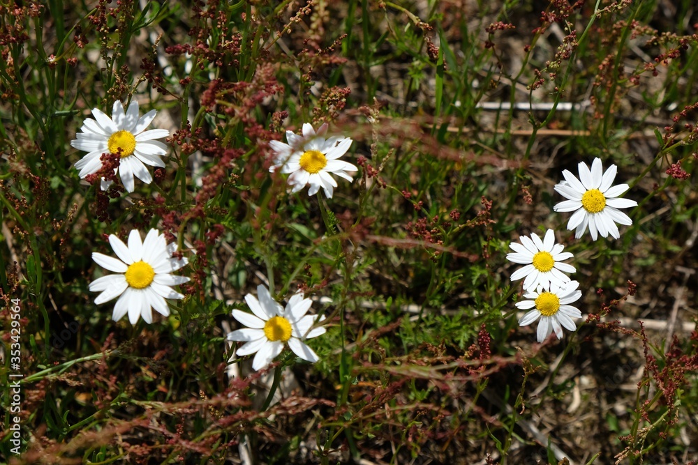 Close up of field with flowers Anthemis cotula (stinking chamomile) and ...