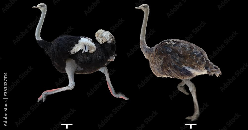 Ostrich running realistic animation. Isolated animal video including ...