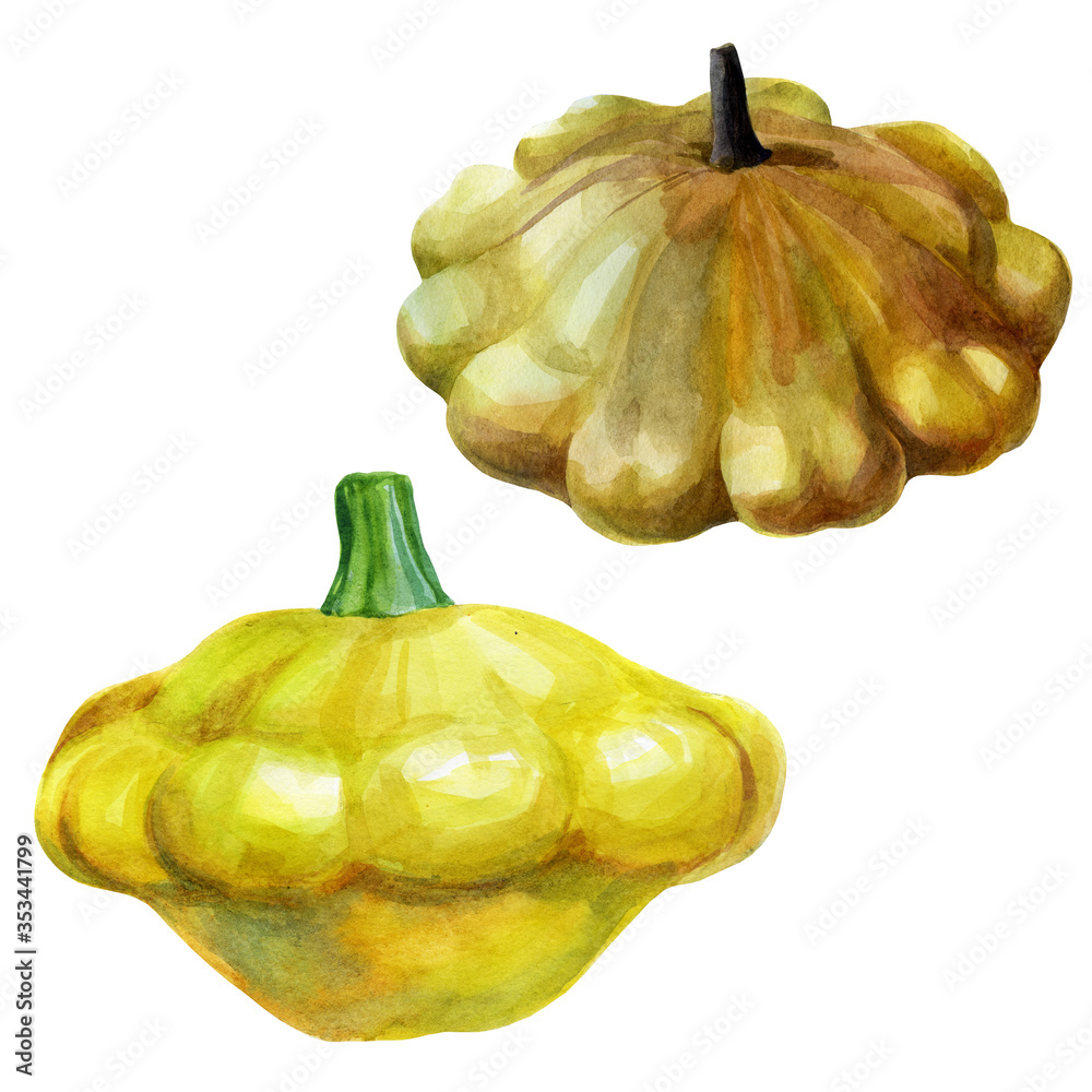 Watercolor illustration, set of squash. Hand drawn watercolor painting ...