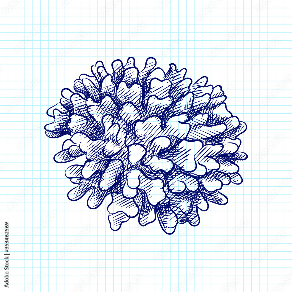 Hand-drawn sketch of sea coral drawn with blue pen on a white ...