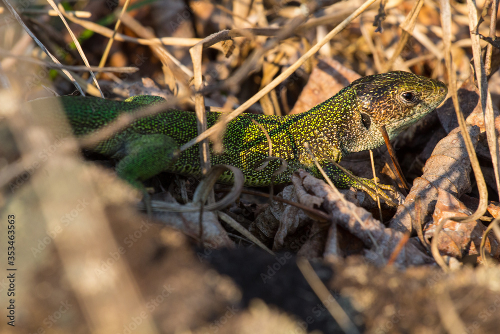 Foto de The European green lizard (Lacerta viridis) is a large lizard ...